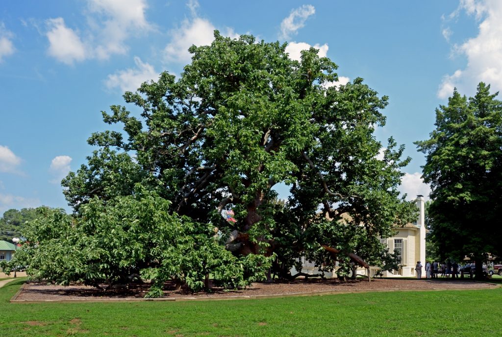 A Tree Grows in Colonial Heights: ‘It’s 300 years old and has seen an ...